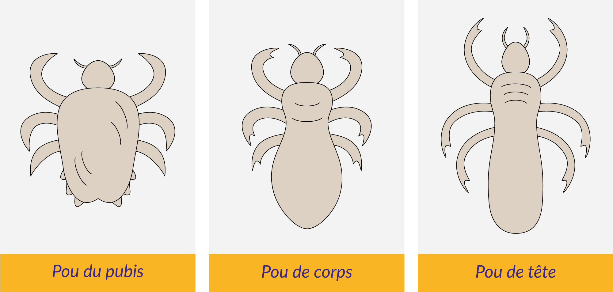 Différents types de poux de l’homme | ANTI-BRUMM®